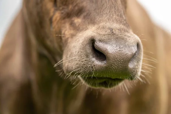 Macro cattle nose Stock Photos, Royalty Free Macro cattle nose Images ...