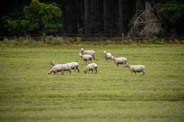 Pasto de borrego Stock Photos, Royalty Free Pasto de borrego Images ...