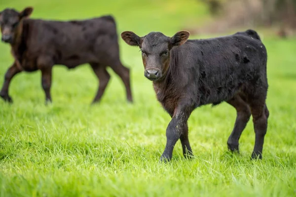 Angus bull Stock Photos, Royalty Free Angus bull Images | Depositphotos