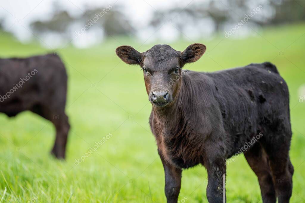 vacas en el campo, pastando en la hierba y pastos en Australia, en un ...