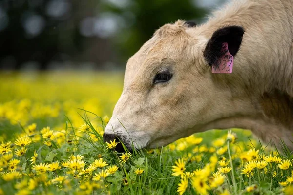 Daisy cow Stock Photos, Royalty Free Daisy cow Images | Depositphotos