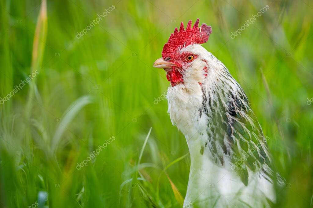 Pollos, gallinas y pichones, pastando y comiendo pasto, en una granja ...