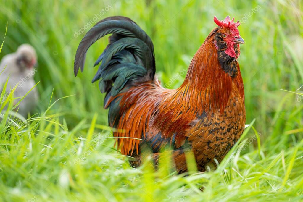 Pollos, gallinas y pichones, pastando y comiendo pasto, en una granja ...