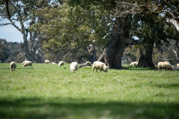 Sheep wool pastures Stock Photos, Royalty Free Sheep wool pastures ...