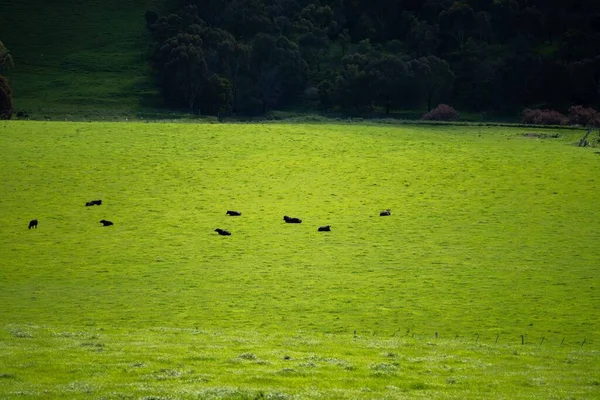 Cattle path Stock Photos, Royalty Free Cattle path Images | Depositphotos