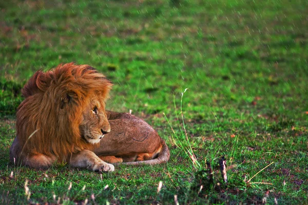 Leão rei animal Stock Photos, Royalty Free Leão rei animal Images ...