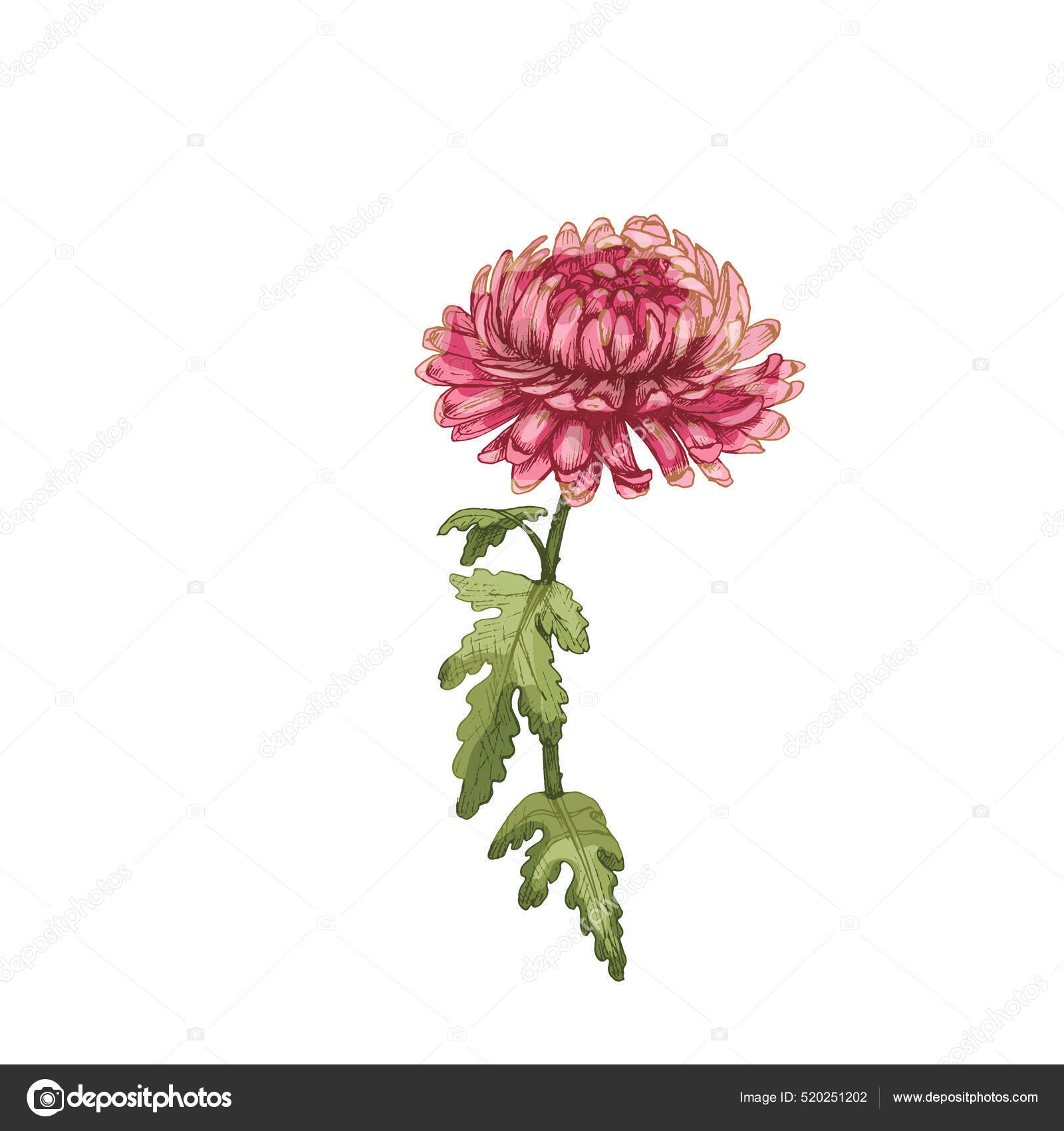 Chrysant bloem met bladeren en stengel. Vintage ...