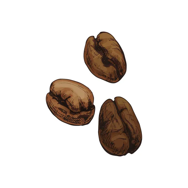 7,872,487 Raw cocoa beans Vector Images | Depositphotos