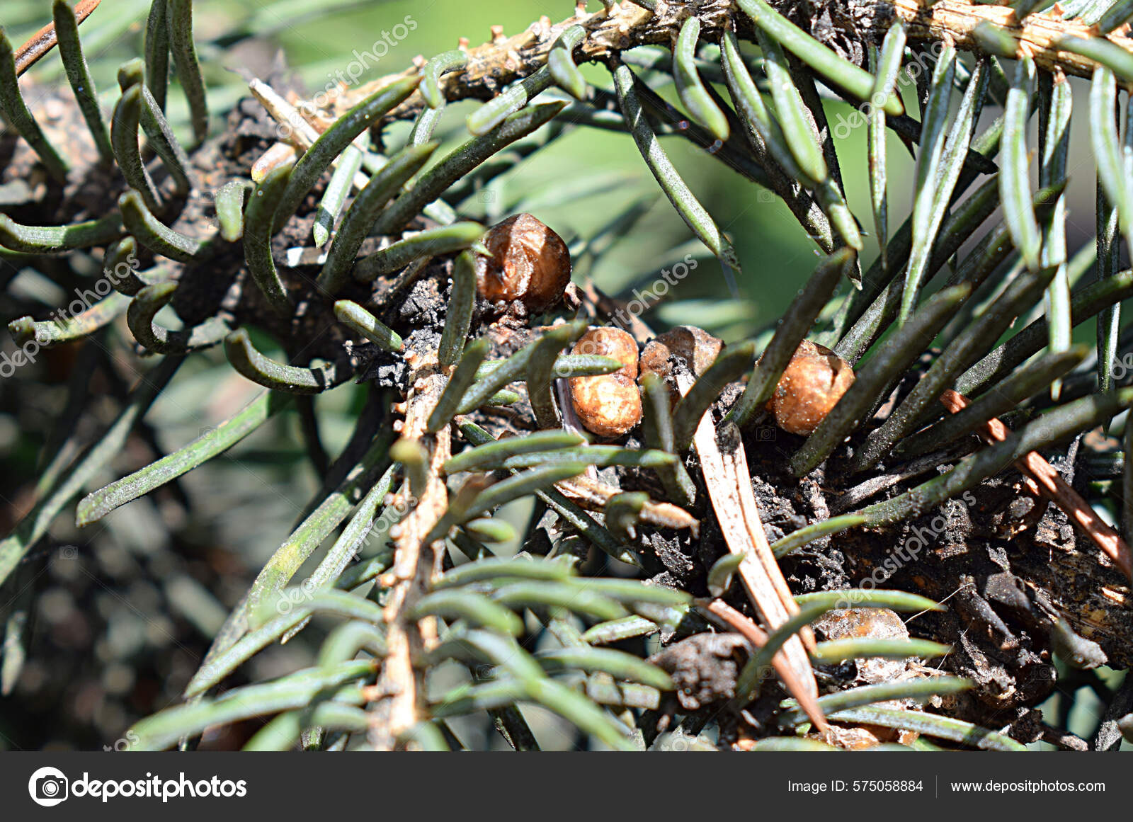 Spruce Bud Scale Physokermes Piceae Scale Insects Known Bud Scales ...
