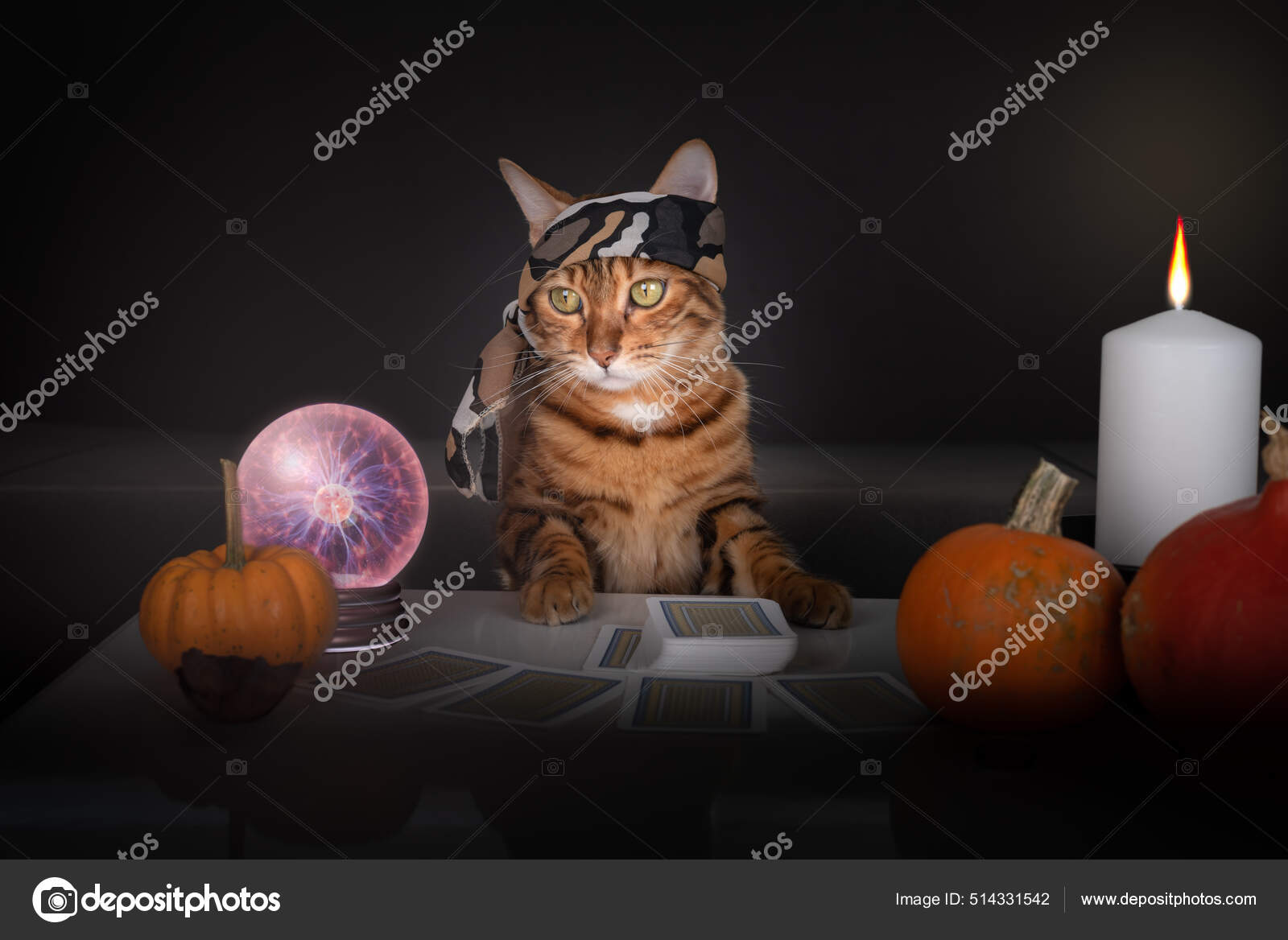 Cat Tarot Reader Tarot Cards Tarot Cards Face Table Burning Stock Photo ...