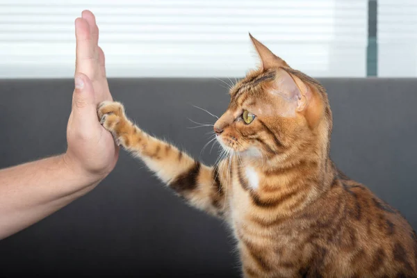 Cat High Five Drawing