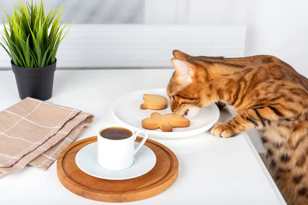 Cat Eating Breakfast