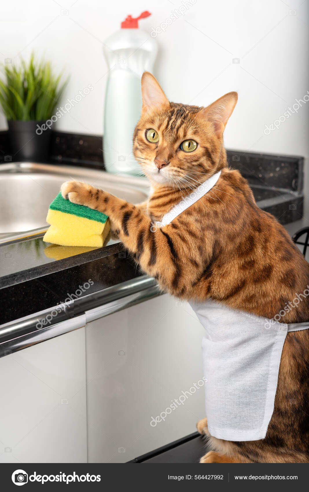 Funny Domestic Cat Holds Sponge His Paw Going Wash Dishes — Stock Photo ...