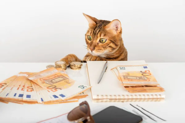 Cat accounting Stock Photos, Royalty Free Cat accounting Images ...