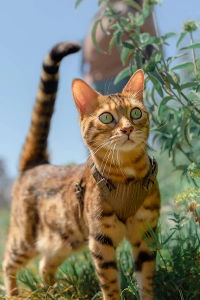 Big game releases cgi newscat Stock Photos, Royalty Free Big game ...