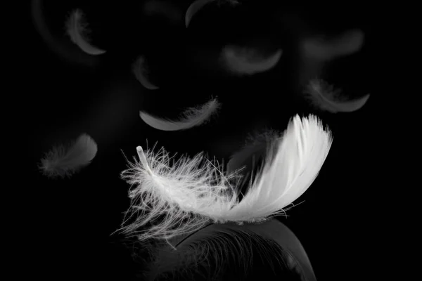 Down Feathers. Soft White Fluffly Feathers Falling in The Air. Floating ...