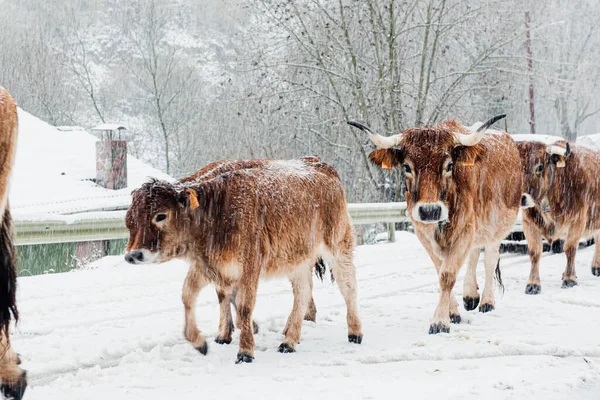 Winter cows Stock Photos, Royalty Free Winter cows Images | Depositphotos