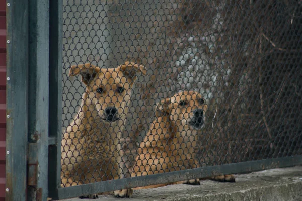 Dogs behind fence Stock Photos, Royalty Free Dogs behind fence Images ...