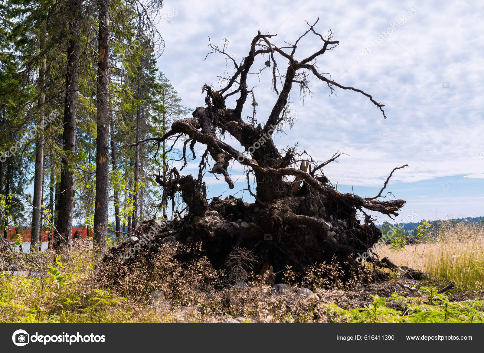 Giant Roots Fallen Spruce Tree Blue Sky Background Cut Stub Stock Photo ...
