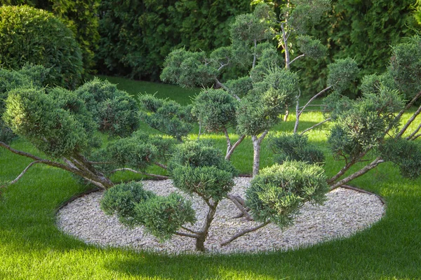 Landscaping The decorative tree grows on a round flower bed filled with ...