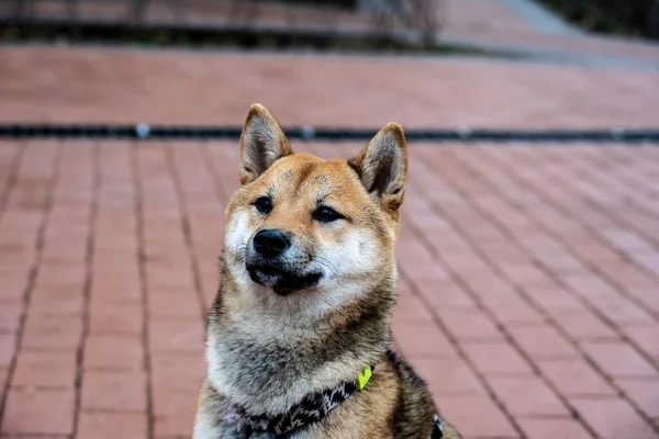 Happy boy standing Stock Photos, Royalty Free Happy boy standing Images ...