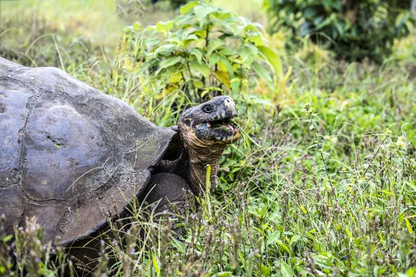ancient giant tortoises in the equatorial jungle in the galapagos ...