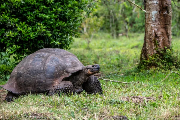 Galapagos giant tortoise Stock Photos, Royalty Free Galapagos giant ...