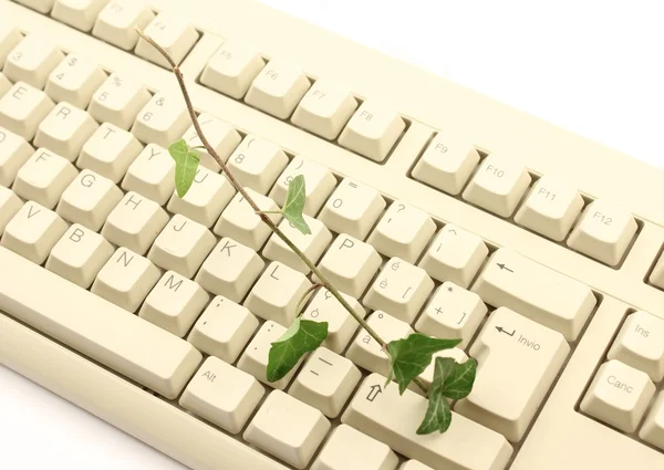 Keyboard plant Images - Search Images on Everypixel