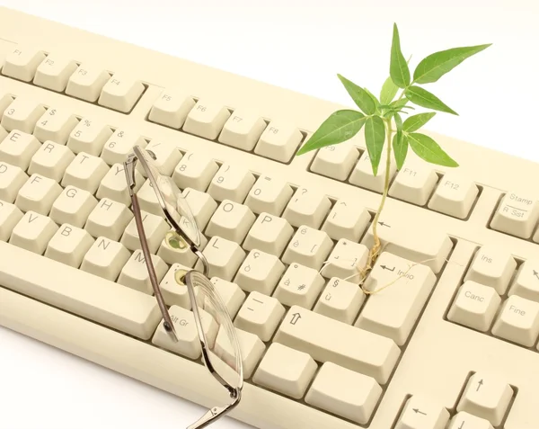 Keyboard plant Images - Search Images on Everypixel