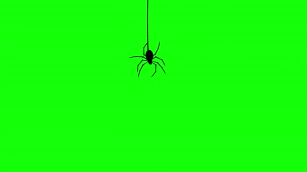 Spider Spider Web Loop Motion Graphics Video Transparent Background ...