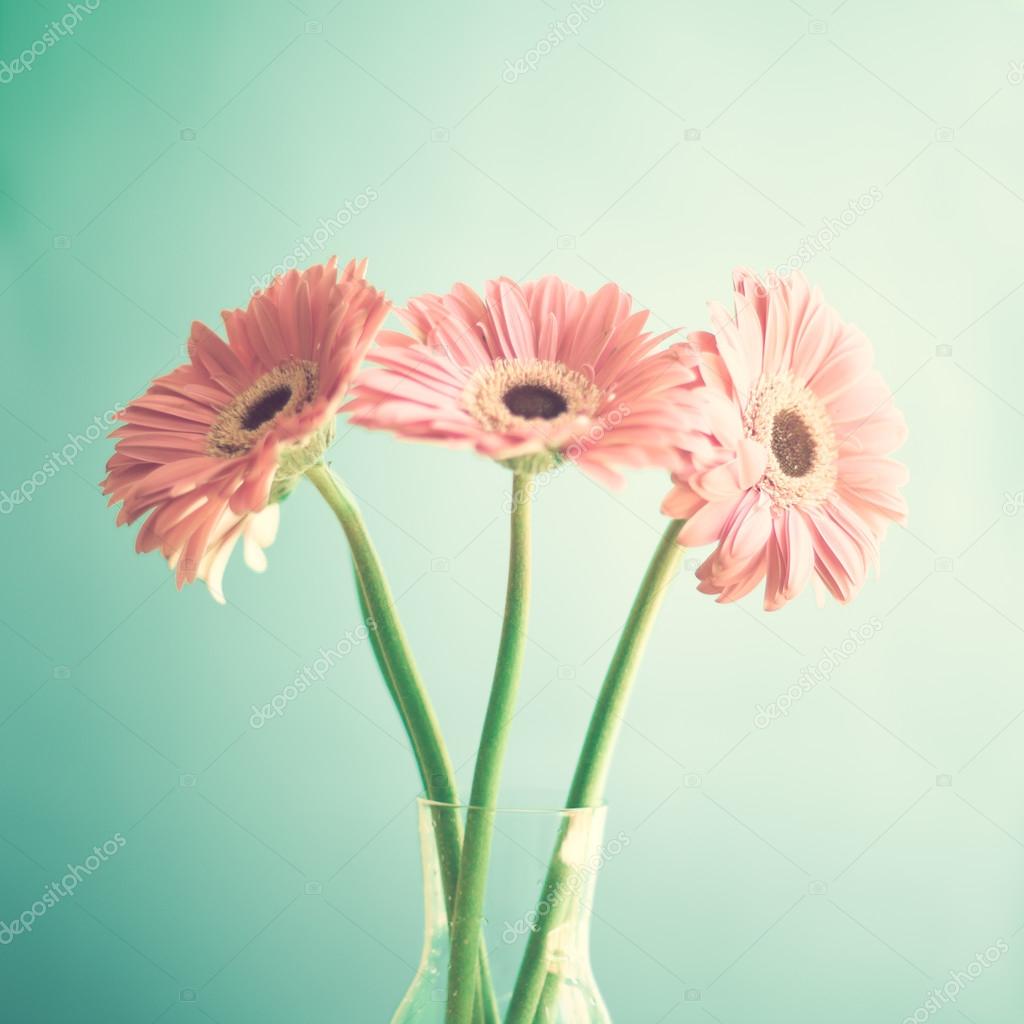Gerberas color rosa pálido — Fotos de Stock © andrekaphoto #50551339
