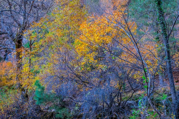 Arizona fall colors Stock Photos, Royalty Free Arizona fall colors ...