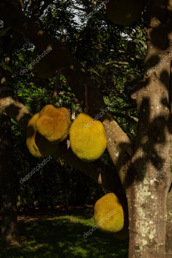Un árbol de jaca con fruta madura. Artocarpus heterophyllus. 2024