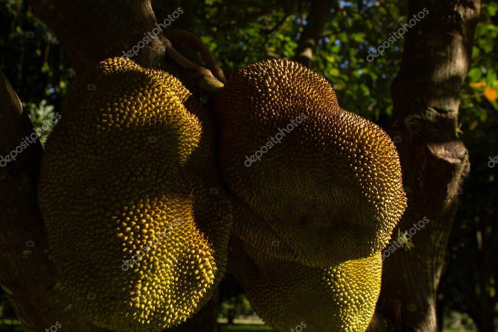 Un árbol de jaca con fruta madura. Artocarpus heterophyllus. 2023