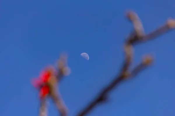 Moon branch Stock Photos, Royalty Free Moon branch Images | Depositphotos
