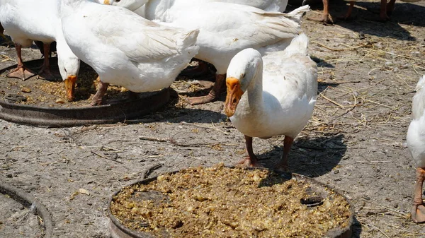 Geese attack. Flock of domestic geese on a green meadow. Summer green ...