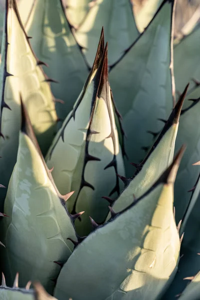Desert agave Stock Photos, Royalty Free Desert agave Images | Depositphotos
