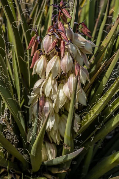 La flor de yucca fotos de stock, imágenes de La flor de yucca sin ...