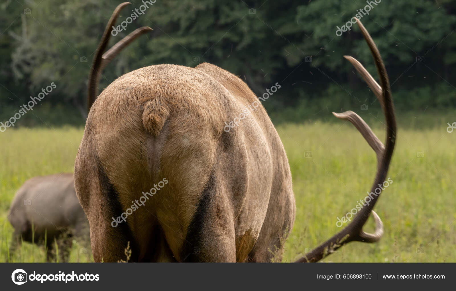 Countless Insectes Swarm Grazing Bull Elk's Rear Side — Stock Photo ...