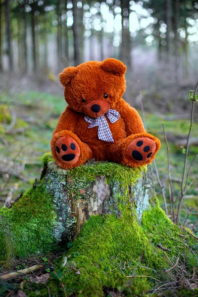 big brown teddy bear sitting on tree stump in forest - Stock Image ...