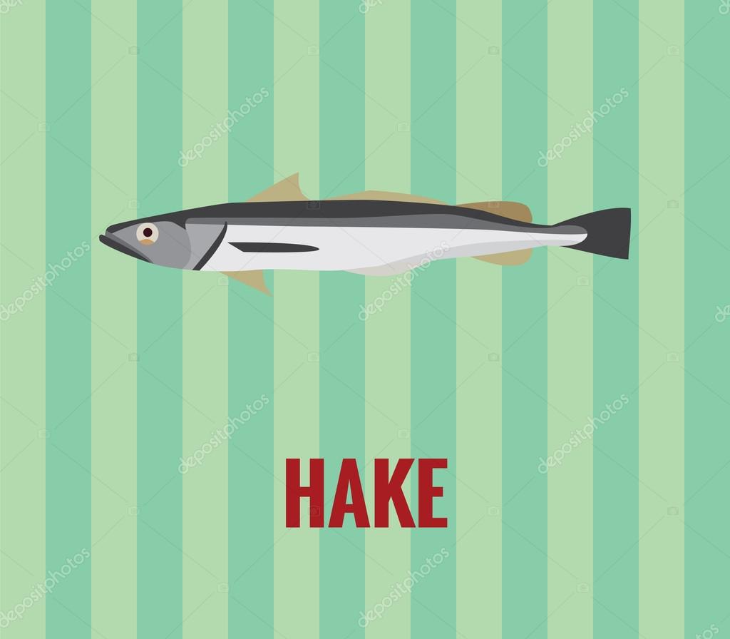 Hake - drawing on green background. Stock Vector Image by ...