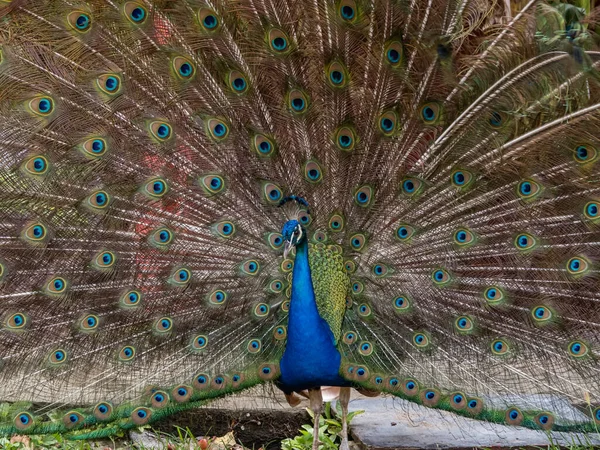 Red peacock Stock Photos, Royalty Free Red peacock Images | Depositphotos