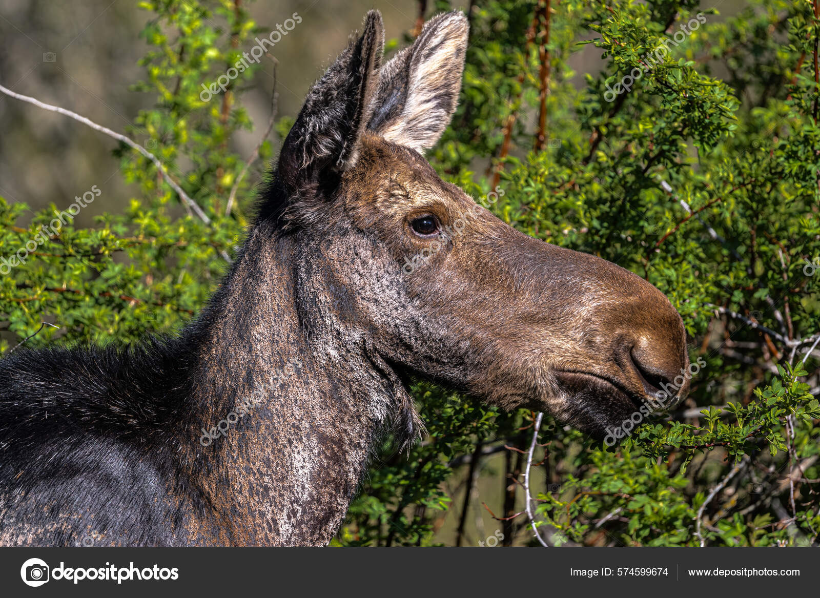 Young American Moose Alces Alces Feeding Shrubs Spring Stock Photo by ...