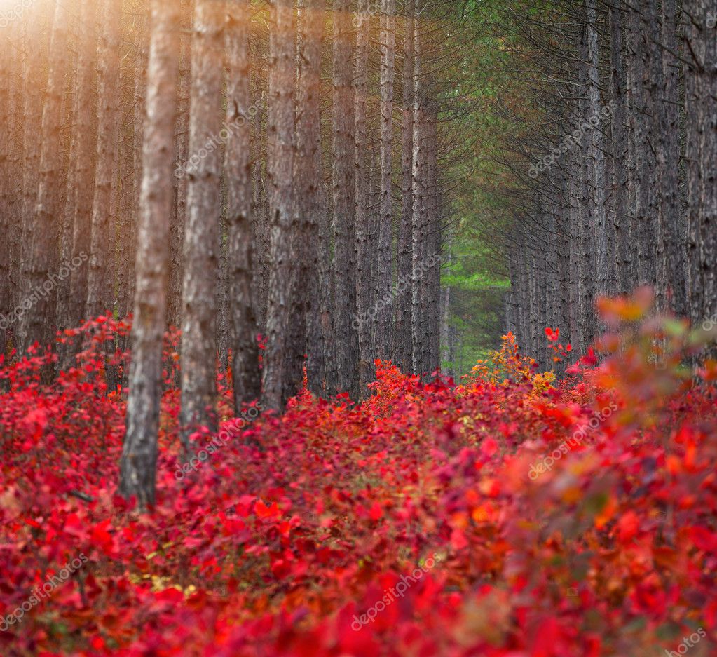 Pine forest with red bushes of the sumac — Stock Photo ...