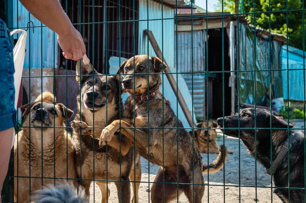 Group of dogs in animal shelter. Homeless eating dogs in a shelter cage ...