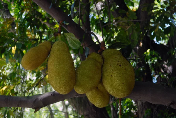 Cocomut trees Stock Photos, Royalty Free Cocomut trees Images ...