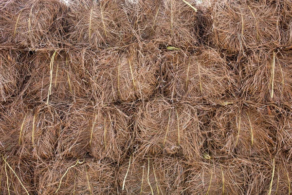 Planta de yute fotos de stock, imágenes de Planta de yute sin royalties ...