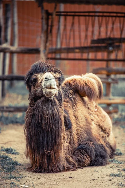 Sitting pose camel Stock Photos, Royalty Free Sitting pose camel Images ...