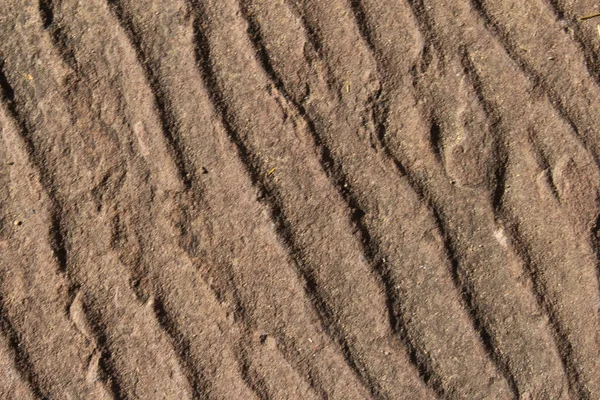 Fossil macro Stock Photos, Royalty Free Fossil macro Images | Depositphotos