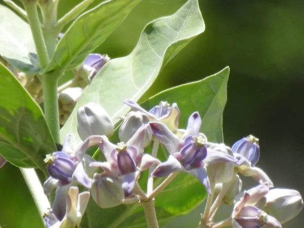 Calotropis Gigantea Drawing